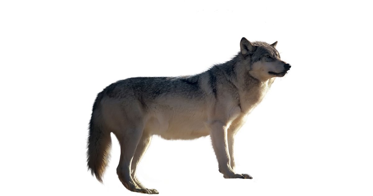 Info Koordinationszentrum für Luchs und Wolf zum Riss von Schafen am 05 ...